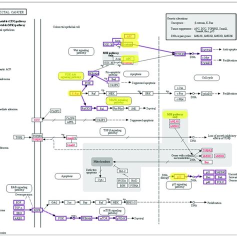 Colorectal Cancer Pathways Molecules Pathways And Interactions