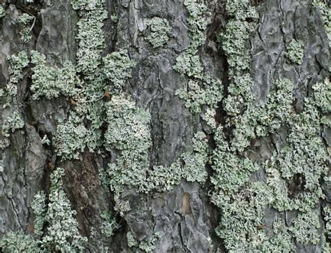 Fungus On Tree Stock Photo Ctermit