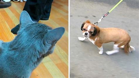 Cat Vs Dog Youtube