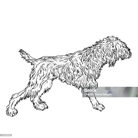 개 포인터 그리폰 울프하운드 흑백 잉크 스케치 벡터 일러스트 레이 션 얽히고 설킨 사냥개 흰색 배경에 고립되어 있습니다 그림은 심플한 스타일로 만들어졌습니다 가정 생활에
