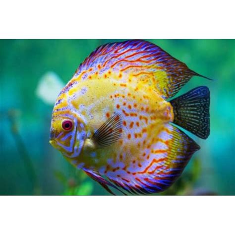 Jual Packing Styrofoam Ikan Discus Isquo 3cm 4cm Shopee Indonesia