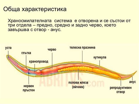 кръгли червеи 2018 година