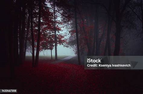 신비한 길 요정 신비한 숲 신비로운 분위기 초자연적 인 다른 세계 안개 속의 낯선 숲 어두운 나무 배경 배경 화면 안개 속에서 무서운 숲 나무 끔찍한 꿈 0명에 대한 스톡