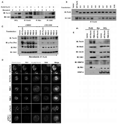 Cdk1 Dependent Interaction Between Tex14 And Plk1 Download Scientific