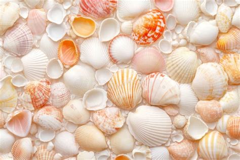 Vibrant Assortment Of Various Seashells In Different Shapes Sizes