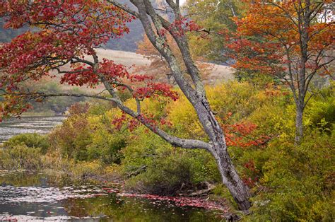 A Soft Maple Tree At Long Pond Photograph By Michael Melford