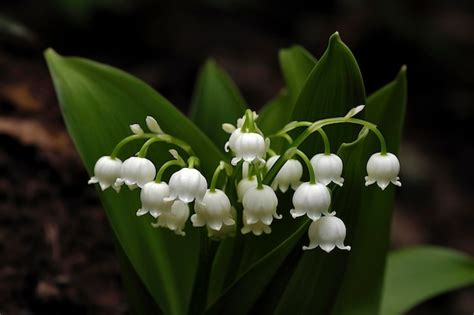 Premium Ai Image Beautiful Flowers Convallaria Majalis