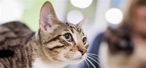 La Mejor Alternativa Para Reducir La Tasa De Abandono De Gatos En