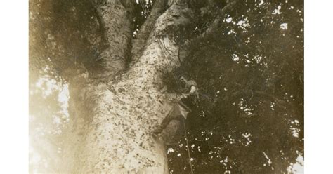 Kauri Gum Industry Photography Historical Mad On New Zealand