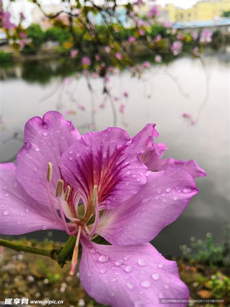 紫荆花摄影图 花草 生物世界 摄影图库 昵图网