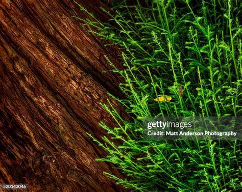 Fern Fossils Photos And Premium High Res Pictures Getty Images