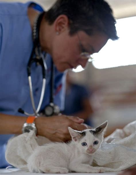 Which Veterinary Assistant Certification Is Best Ava Vs Rvt Vs Cva