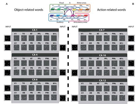 Figure 1 From A Neurobiologically Constrained Cortex Model Of Semantic