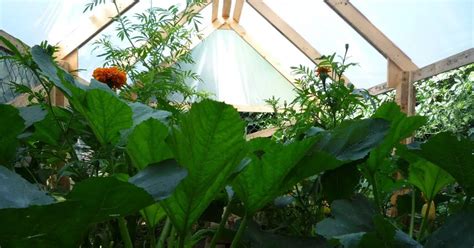 How To Build A Chicken Coop Shtfpreparedness