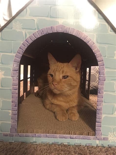 Awesome Cat House From Aldi R Cats