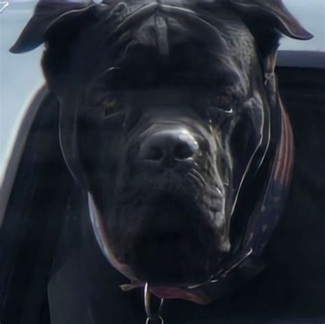 Chad Correia What An Incredible Beautiful Amazing Woman Facebook