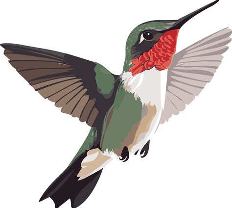 Lovely Cute Simple Ruby Throated Hummingbird Clipart 52237921 Vector