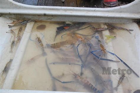 Harga Udang Galah Sekilo 2020 Sungai Tellian Tumpuan Kaki Pancing