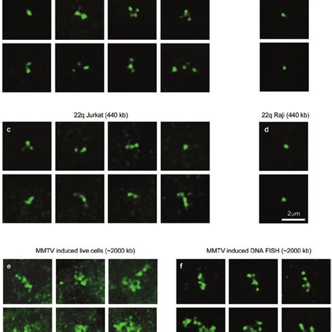 Chromonema Models And Radial Loop Protein Scaffold Models Can Be Download Scientific Diagram