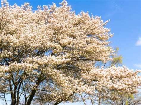 Most Beautiful Flowering Shrubs Amazing Bushes For A Colorful Evergreen Flowering