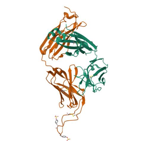 Rcsb Pdb 4ocw Crystal Structure Of Human Fab Cap256 Vrc2606 A