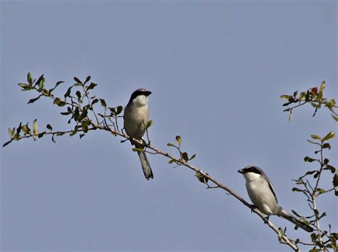 Pictures And Information On Loggerhead Shrike