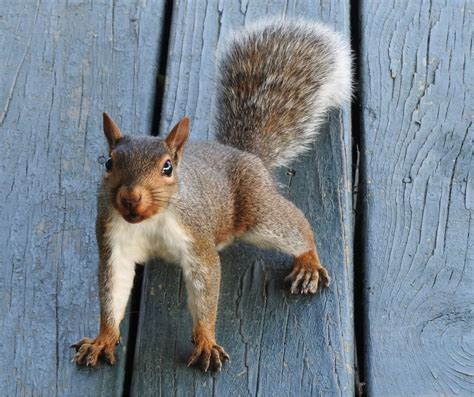Humane Squirrel Deck Exclusion Services Icon Pest