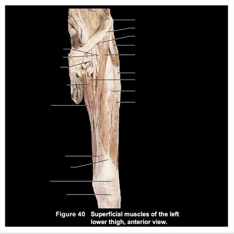 3d Superficial Muscles Left Thigh Anterior Cadaver Diagram Quizlet