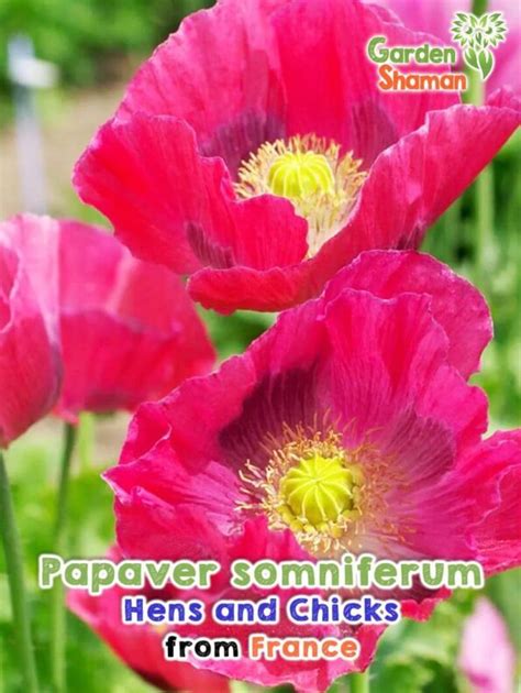Opium Poppy Hungarian Blue Bread Papaver Somniferum Seeds Buy