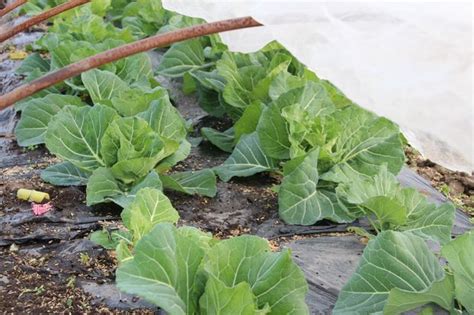 葉物野菜の収穫 アンの秘密の庭