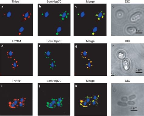 Molecular And Cellular Evolution Of Microbial Eukaryotes