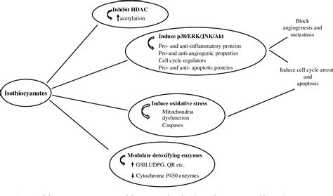 Figure 3 From The Role Of Isothiocyanates As Cancer Chemo Preventive