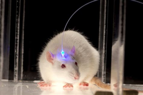 “ความทรงจำ” ลบได้ Optogenetics เทคโนโลยีที่ “โดเรม่อน” ไม่มี Salika