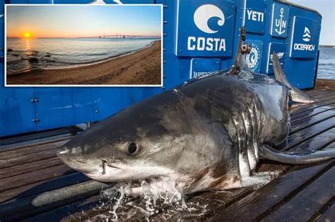 Dramatic Pictures Show Remnants Of Teenagers Kayak After Great White