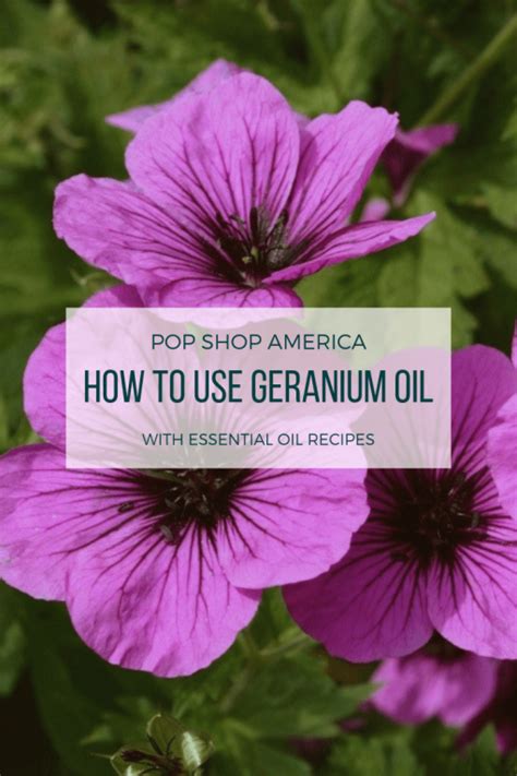 10 Of The Best Uses For Geranium Essential Oil With Recipes