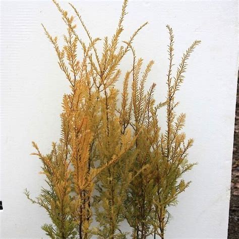 Prumnopitys Ferruginea • Pukerau Nursery