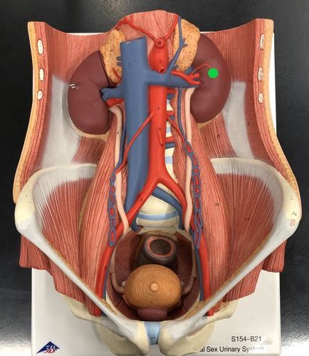 Dual Sex Urinary System Model Flashcards Quizlet