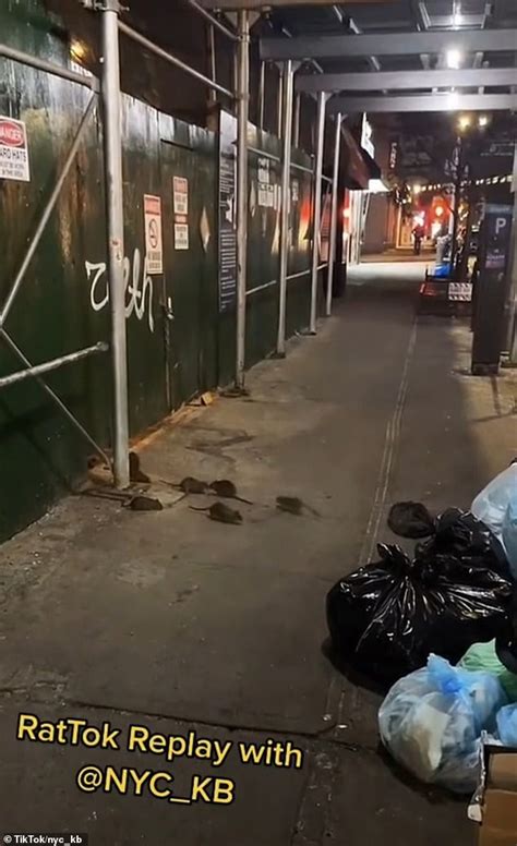 Nycs Latest Tourist Attraction Rats Tour Guides Offer Trips To Worst