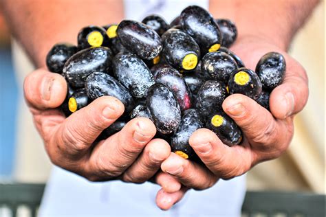 Ministry To Identify Areas For Dabai Cultivation Sarawak Tribune