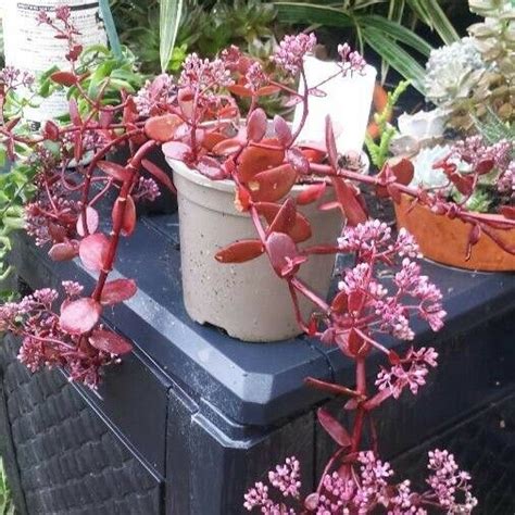 Hylotelephium Subcapitatum Plant Care And How To Grow Water