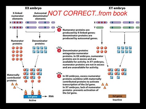 Ppt Drosophila Development Powerpoint Presentation Free Download