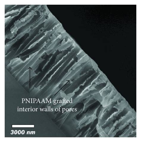Show Scanning Electron Microscopy Micrographs Of The Polycarbonate