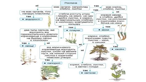 Практична робота Визначення представників різних груп рослин
