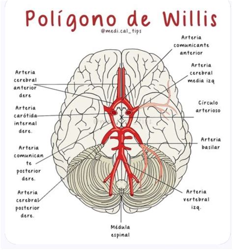 PolÍgono De Willis Blog De Fisioterapia