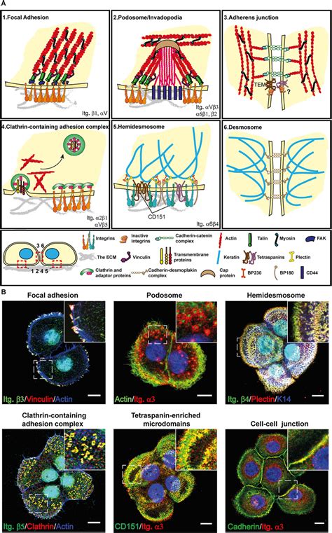 Different Types Of Cell Ecm And Cell Cell Adhesion Complexes A