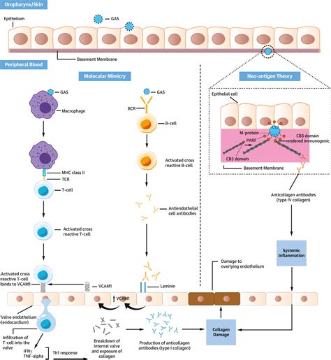 Rheumatic Heart Disease JACC Focus Seminar 2 4 JACC