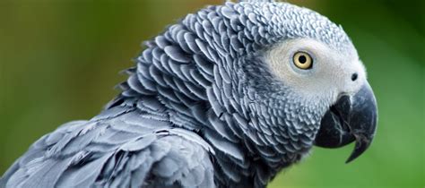 Wildlife Forensics Cellmark