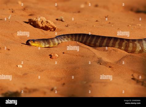 woma python aspidites ramsayi also ramsay s python sand python or