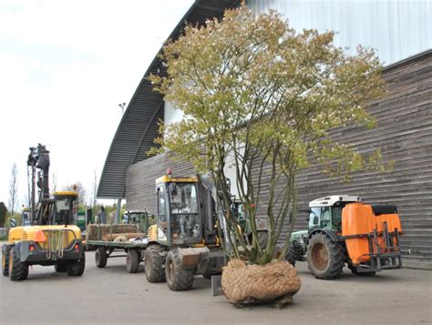 Multi Stem Trees A List Of Species And Characteristics