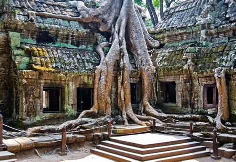 The Strange World Strange Tree Of Taprom Temple